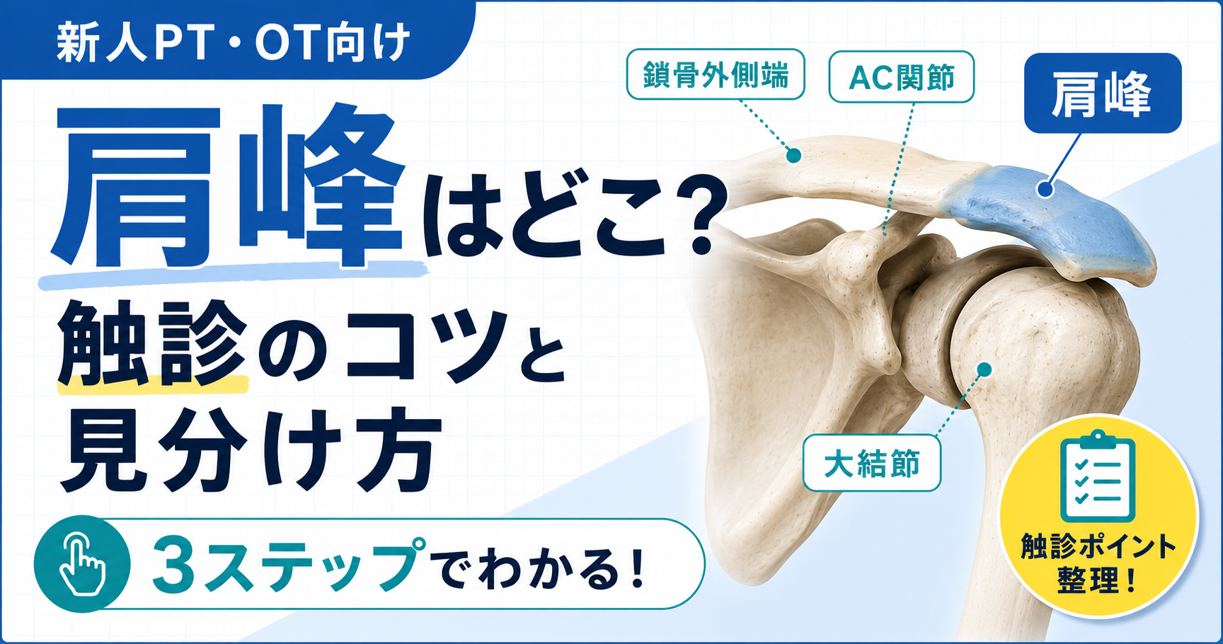 肩峰はどこ？触診のコツと見分け方 | リハビリくん