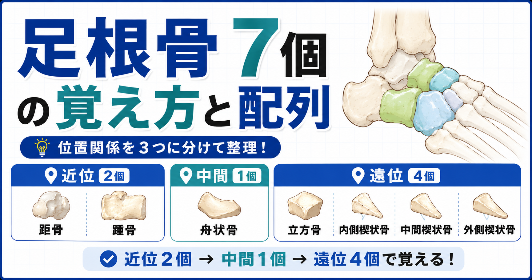 足根骨7個の覚え方｜配列と位置関係を整理 | リハビリくん