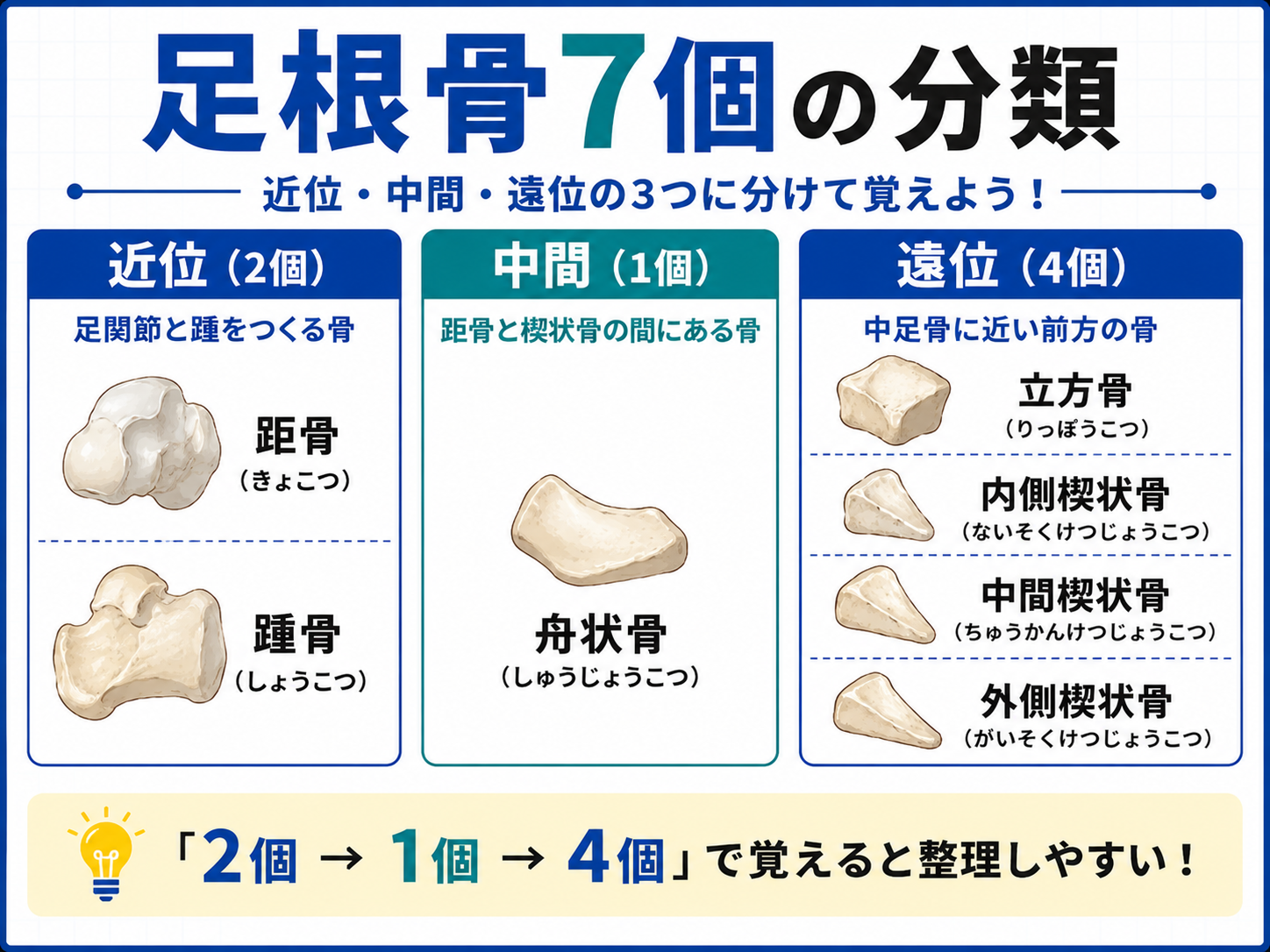 足根骨7個の覚え方｜配列と位置関係を整理 | リハビリくん